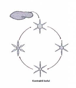 Koful | Bilgicik.Com