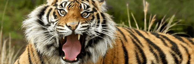 Nesli Tükenmekte Olan Hayvanlar | Bilgicik.Com