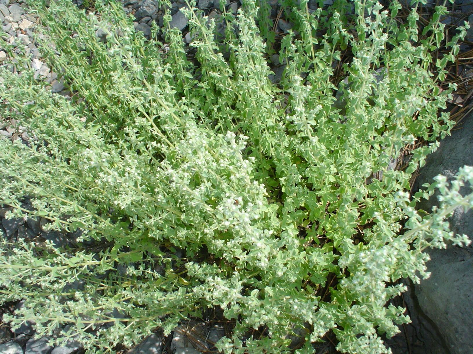 Kekik Nedir? Sağlığımıza Faydaları Nelerdir? | Bilgicik.Com