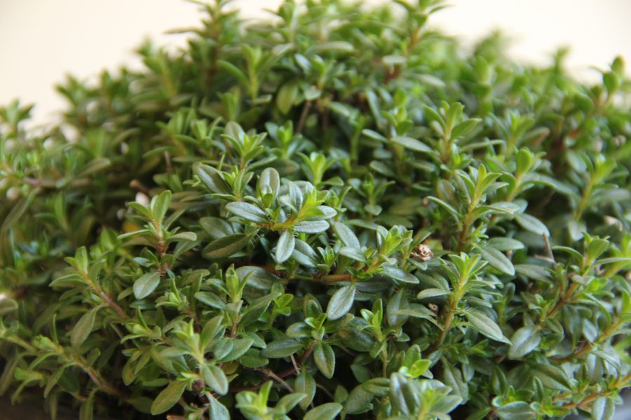 Kekik Nedir? Sağlığımıza Faydaları Nelerdir? | Bilgicik.Com